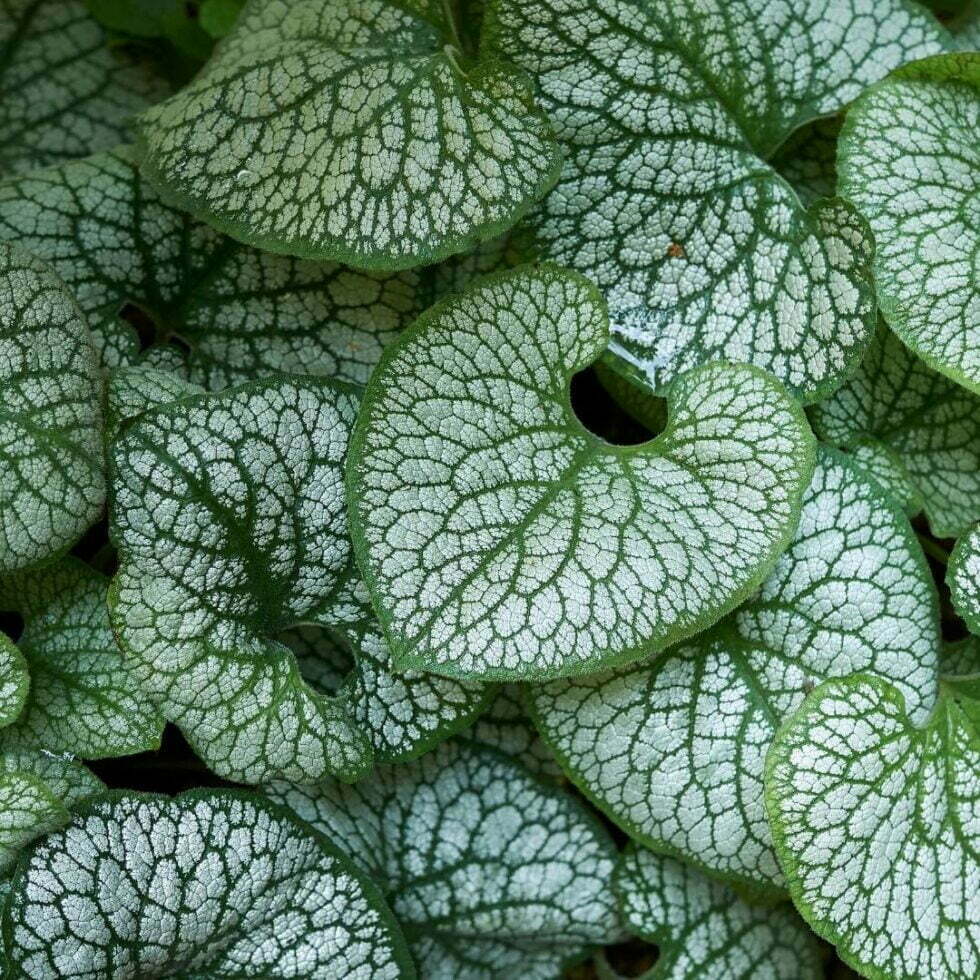Brunnera macrophylla ‘Alexander’s Great’ - Coastal Gardens