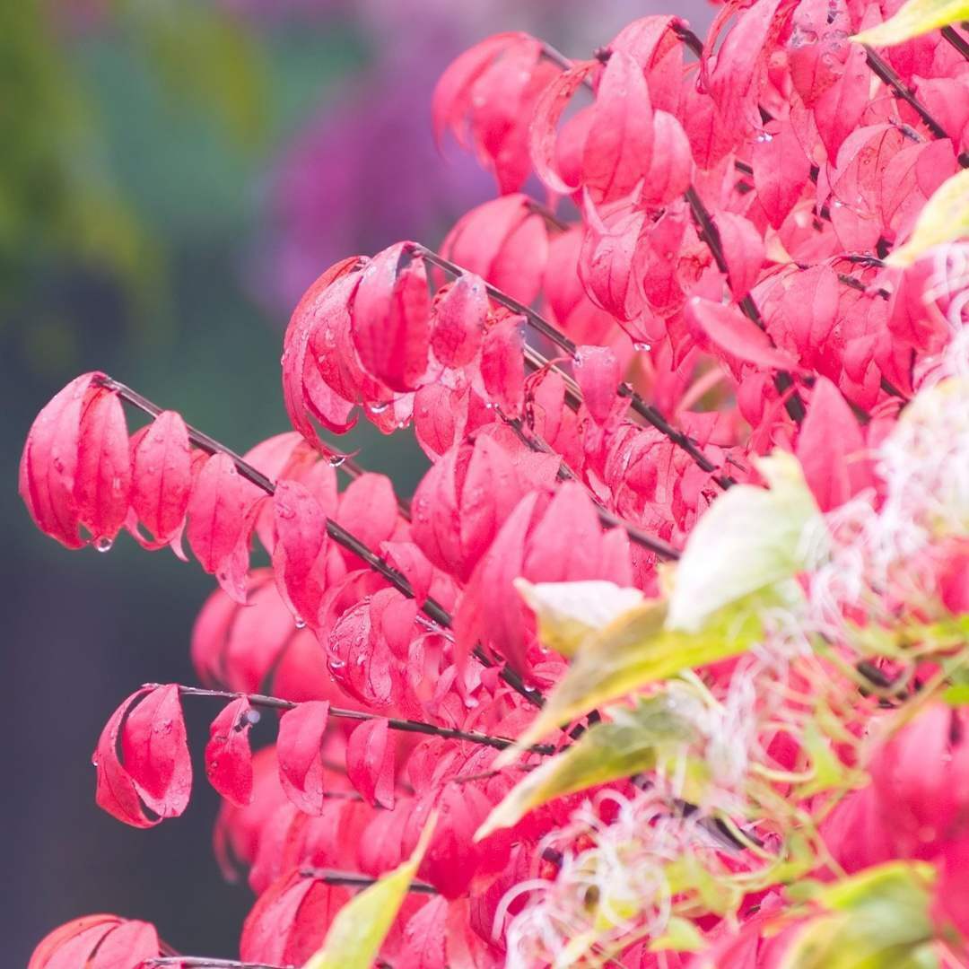 Euonymus alatus ‘Compactus’ - Coastal Gardens
