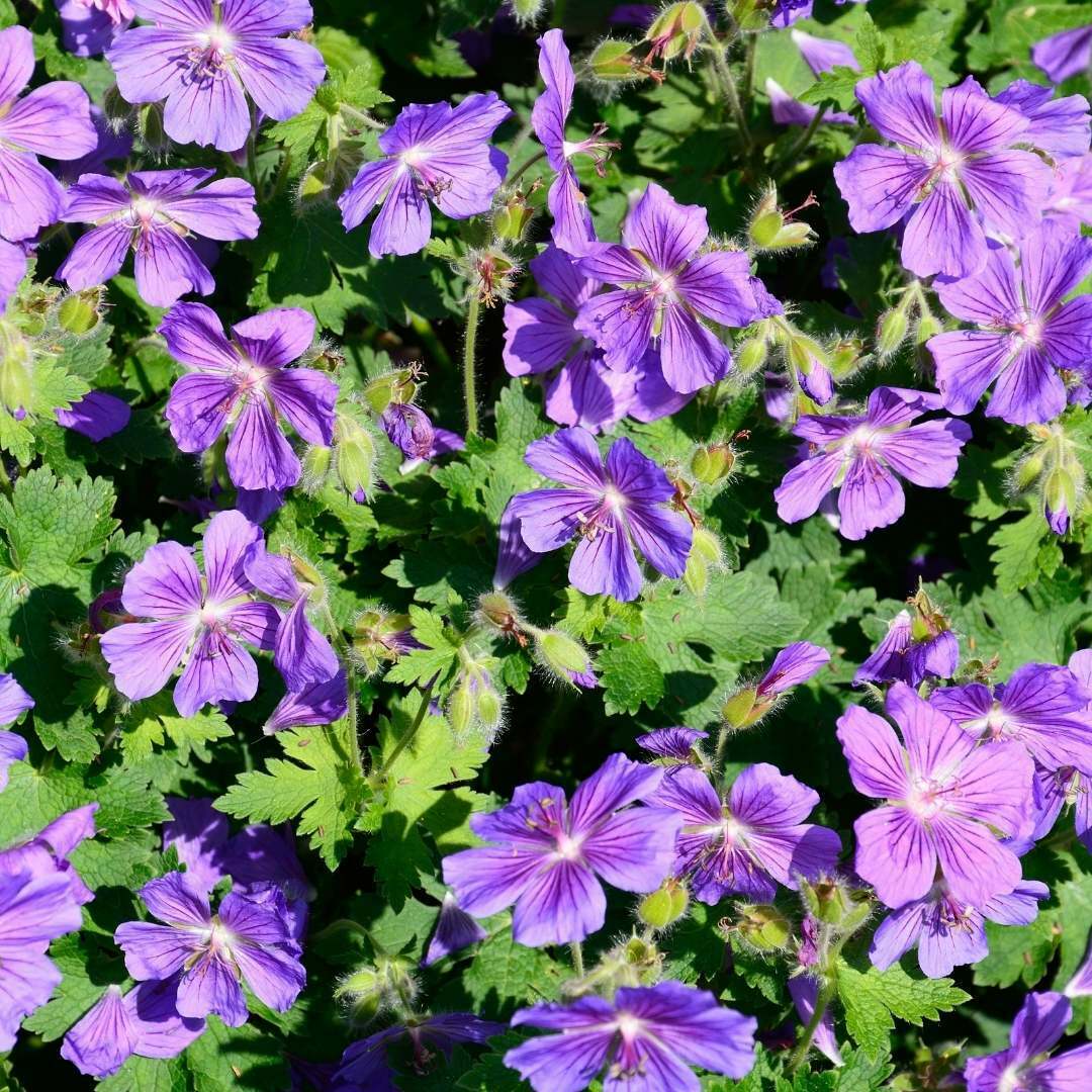 Geranium himalayense ‘Grandiflorum’ - Coastal Gardens
