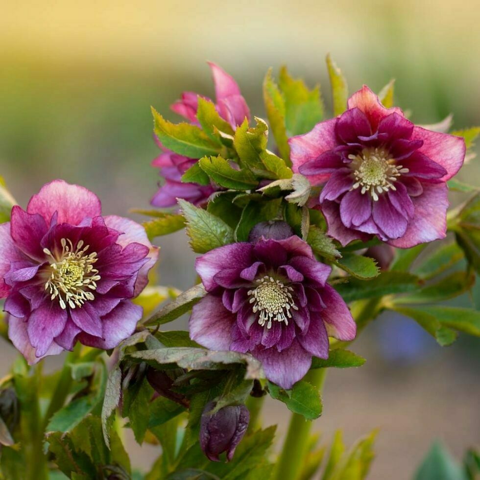 Helleborus orientalis ‘Double Ellen Picotee’ - Coastal Gardens