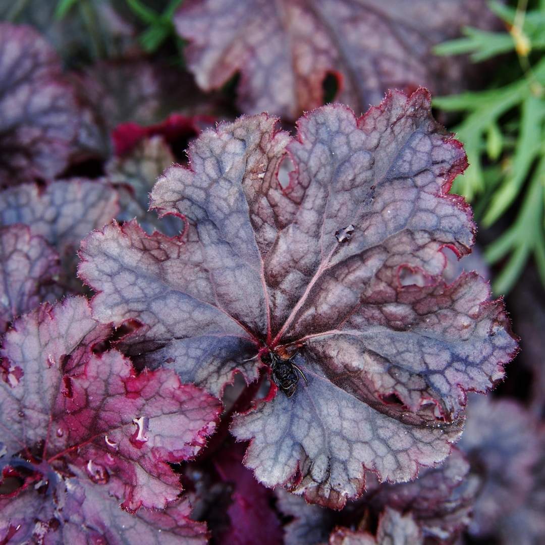 Heuchera ‘Forever Purple’ - Coastal Gardens