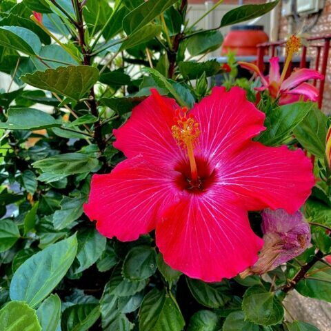 Hibiscus summerific ‘Summer Carnival’ - Coastal Gardens