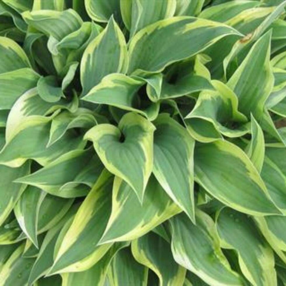 Hosta ‘Bobcat’ - Coastal Gardens