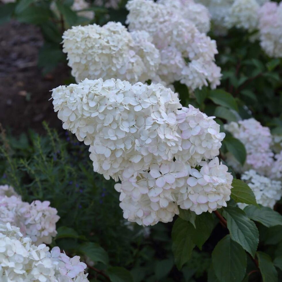 Hydrangea paniculata ‘Bobo’ - Coastal Gardens
