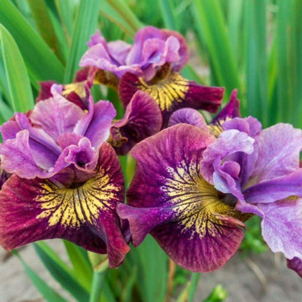 Iris siberica ‘Miss Apple’ - Coastal Gardens