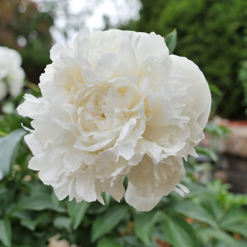 Paeonia lactiflora ‘Duchesse de Nemours’ - Coastal Gardens