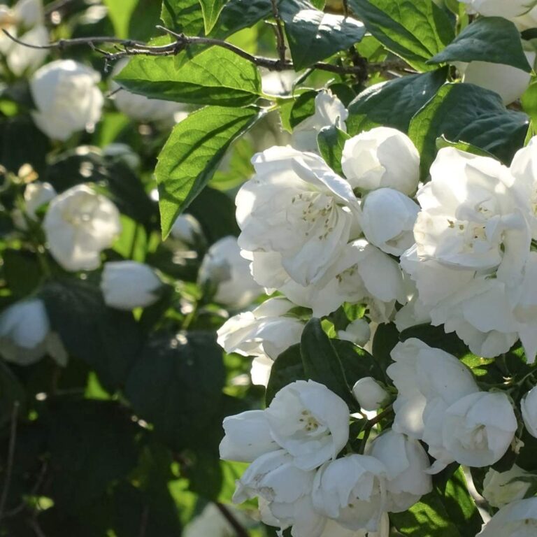 Philadelphus virginalis ‘Snowbelle’ - Coastal Gardens