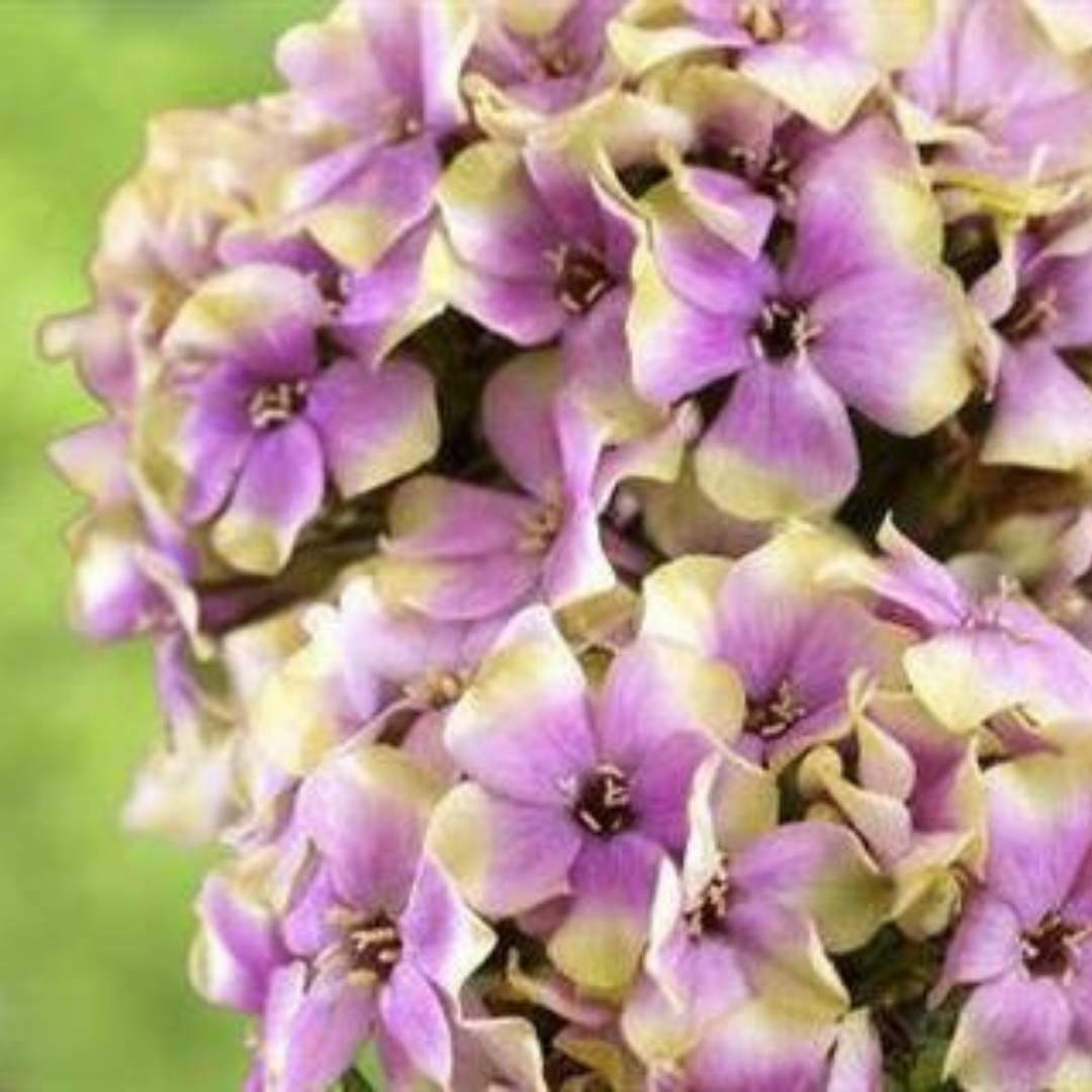 Phlox paniculata ‘Sherbet Blend’ - Coastal Gardens