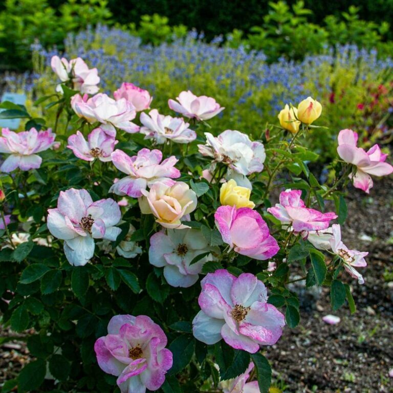 Rosa x ‘Peach Lemonade’ - Coastal Gardens