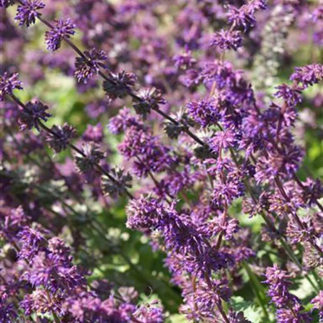 Salvia verticullata ‘Purple Rain’ - Coastal Gardens