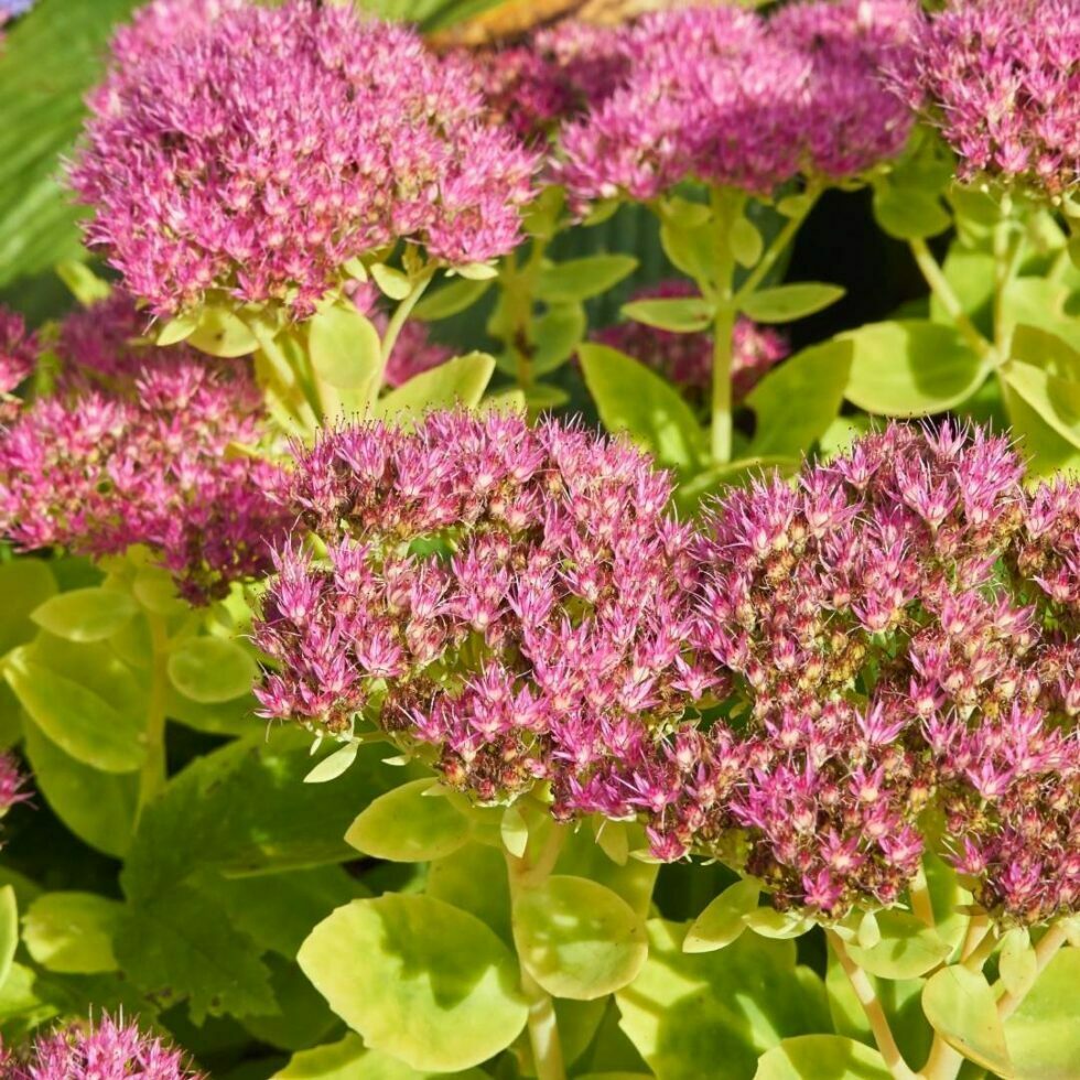 Sedum spectabile ‘Neon’ - Coastal Gardens