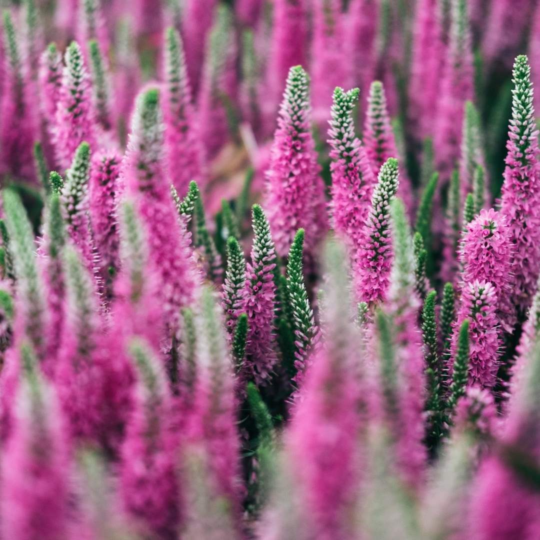 Veronica spicata ‘Red Fox’ - Coastal Gardens