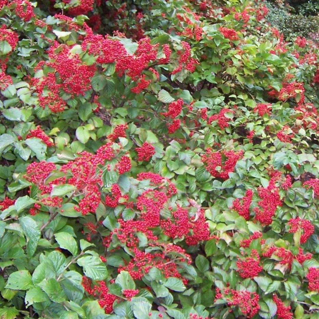 Viburnum dilatatum ‘Cardinal Candy’ - Coastal Gardens
